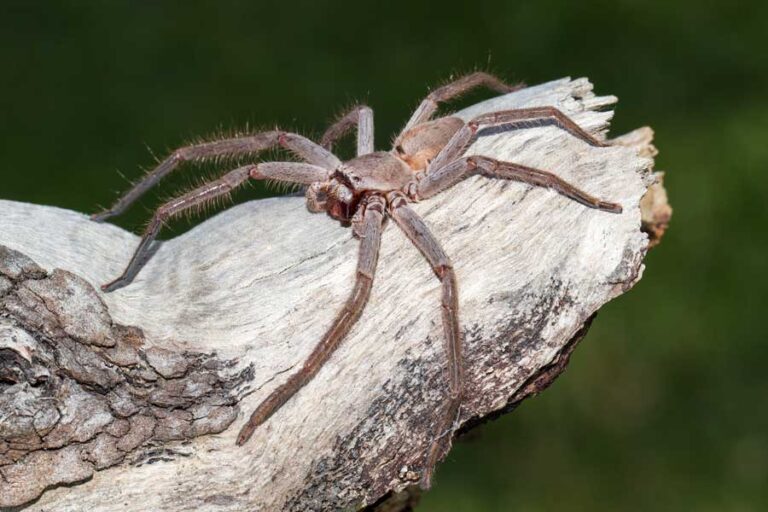 Elegantes Spinnen In Australien Fotos