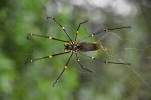 Elegantes Spinnen In Australien Fotosnull
